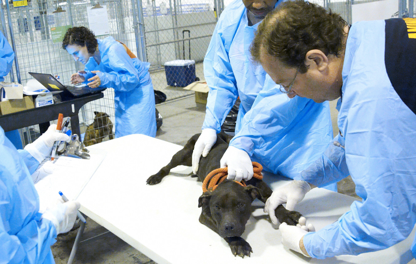 ASPCA VP of IT on Business, Technology & BoxWorks | Box Blog